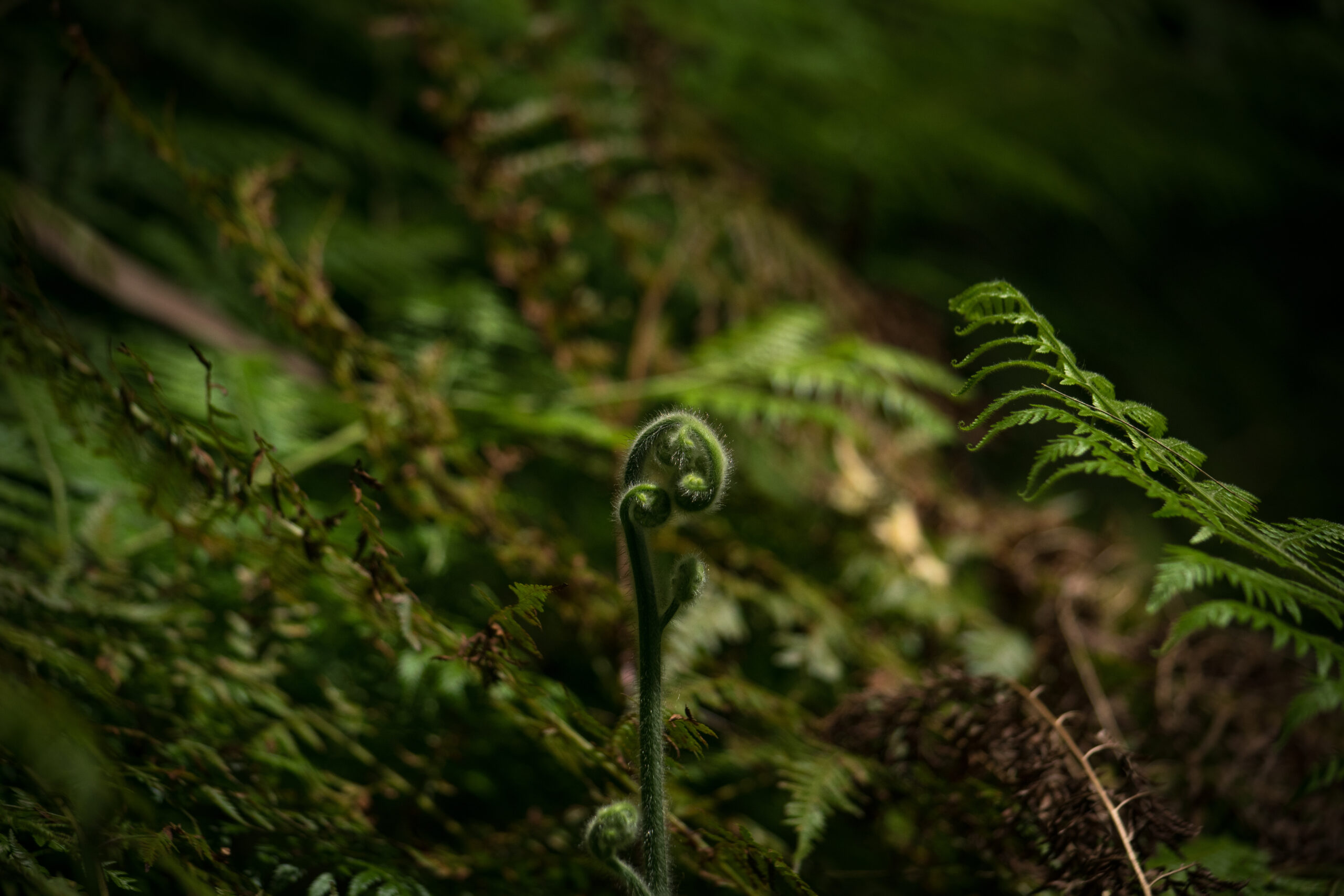 Gardening with Elly West: discover ferns - The Bath Magazine