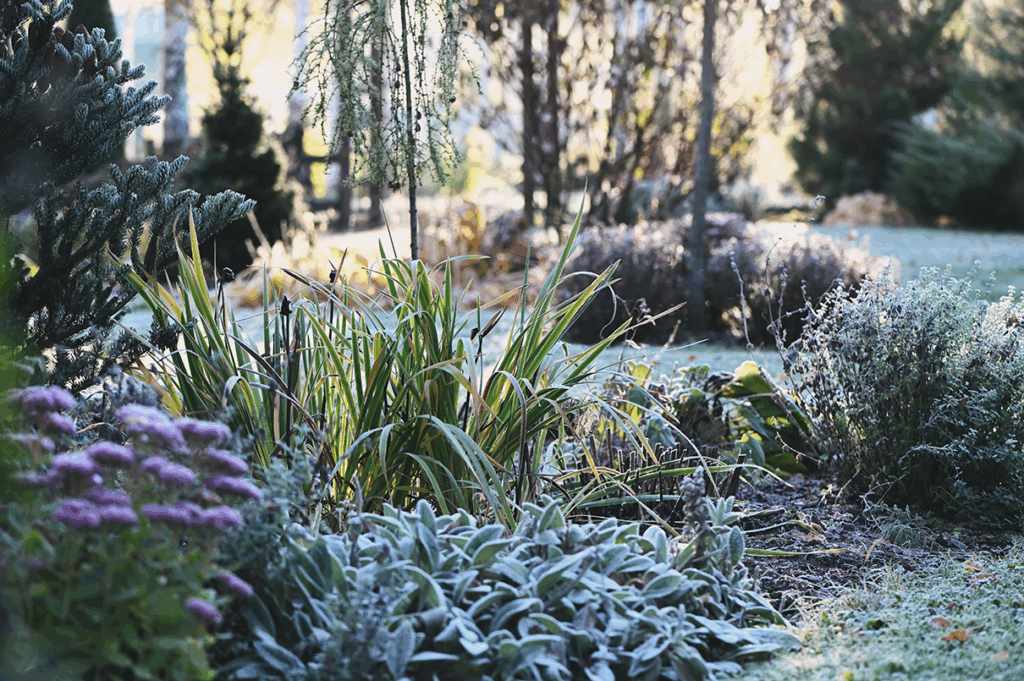 Gardening with Elly West: Winter is coming… - The Bath Magazine