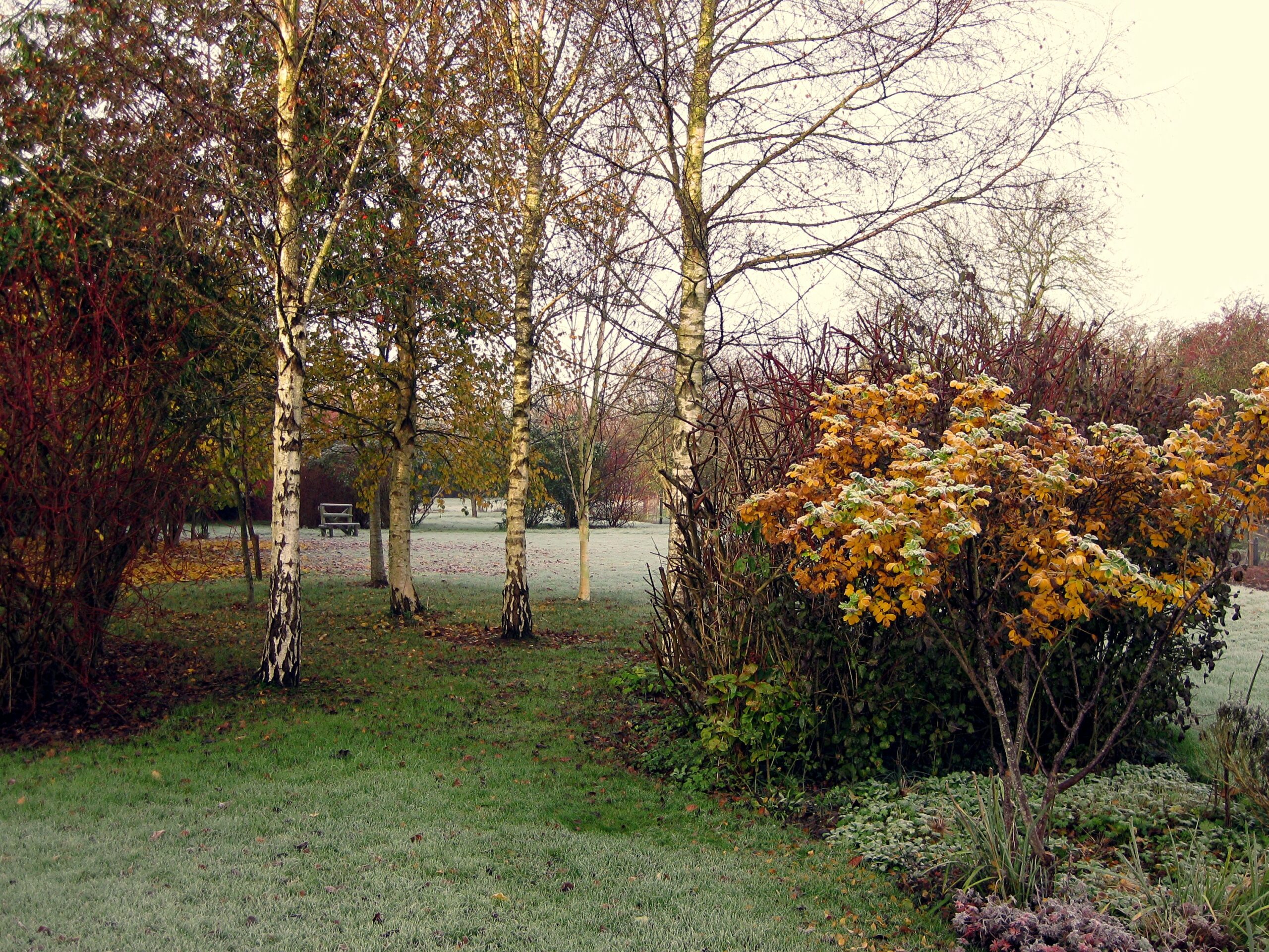 Gardening with Elly West: Branching Out - The Bath Magazine
