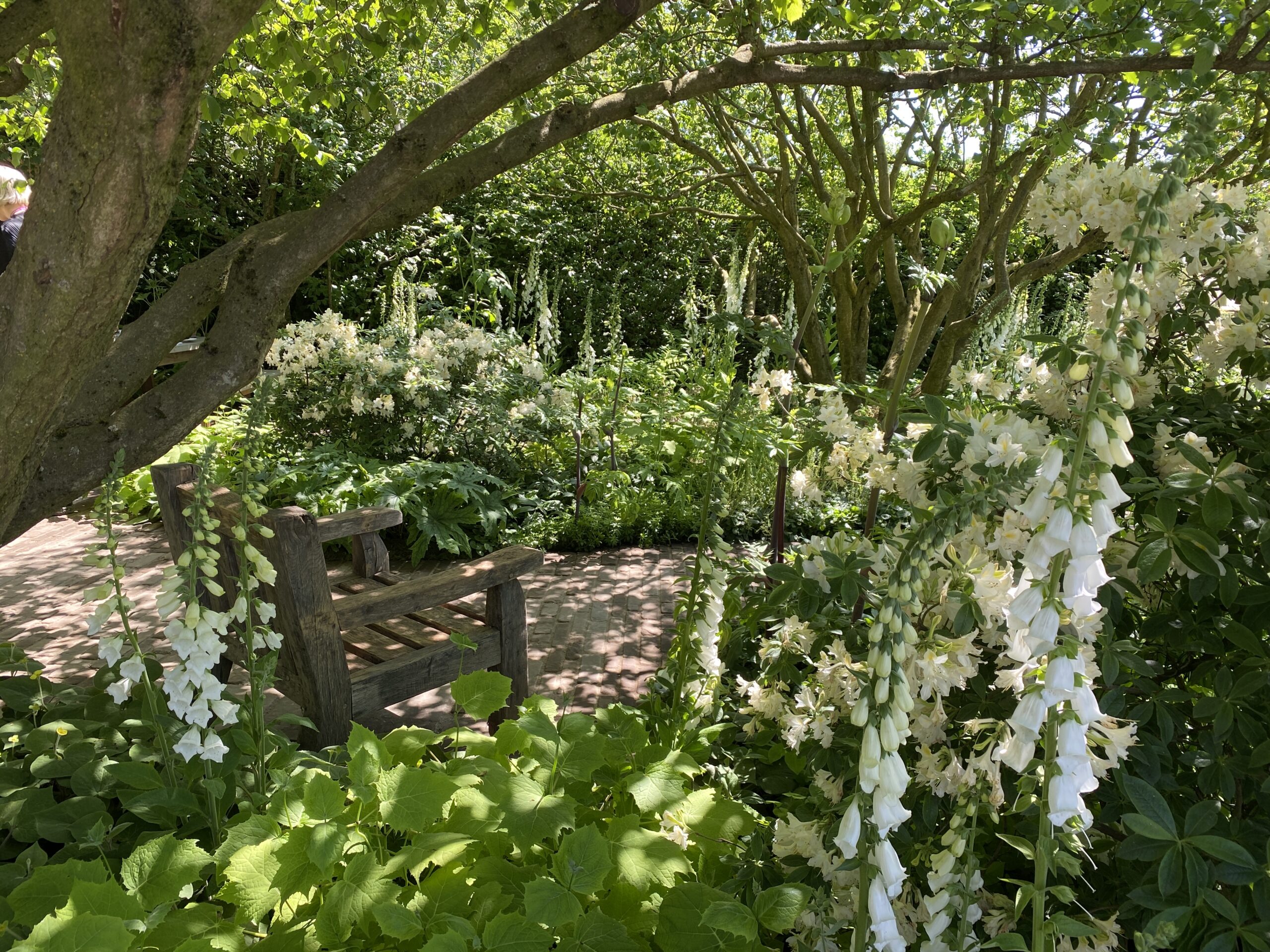 Gardening with Elly West: shady business - The Bath Magazine