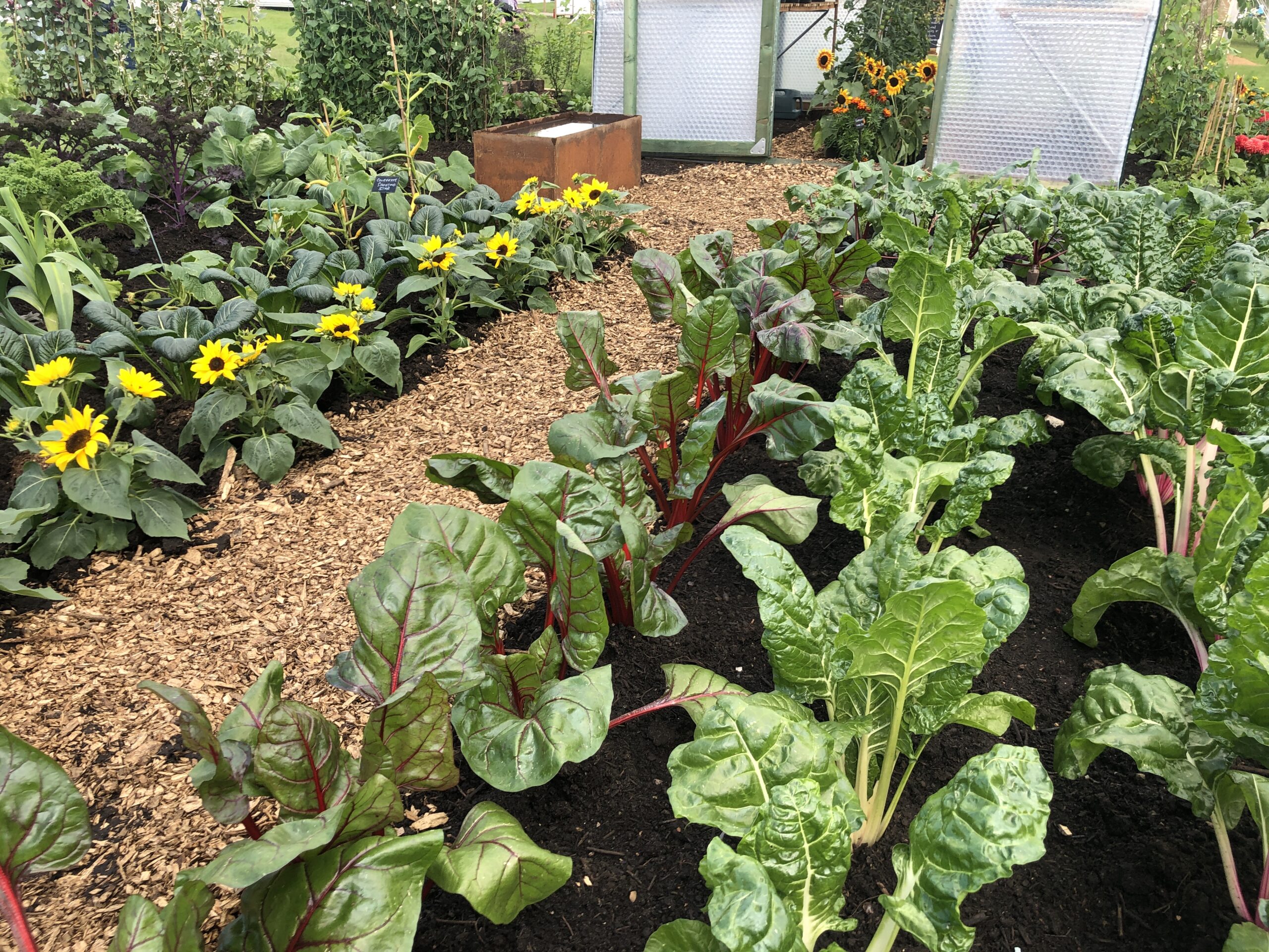 Gardening with Elly West: growing your own - The Bath Magazine