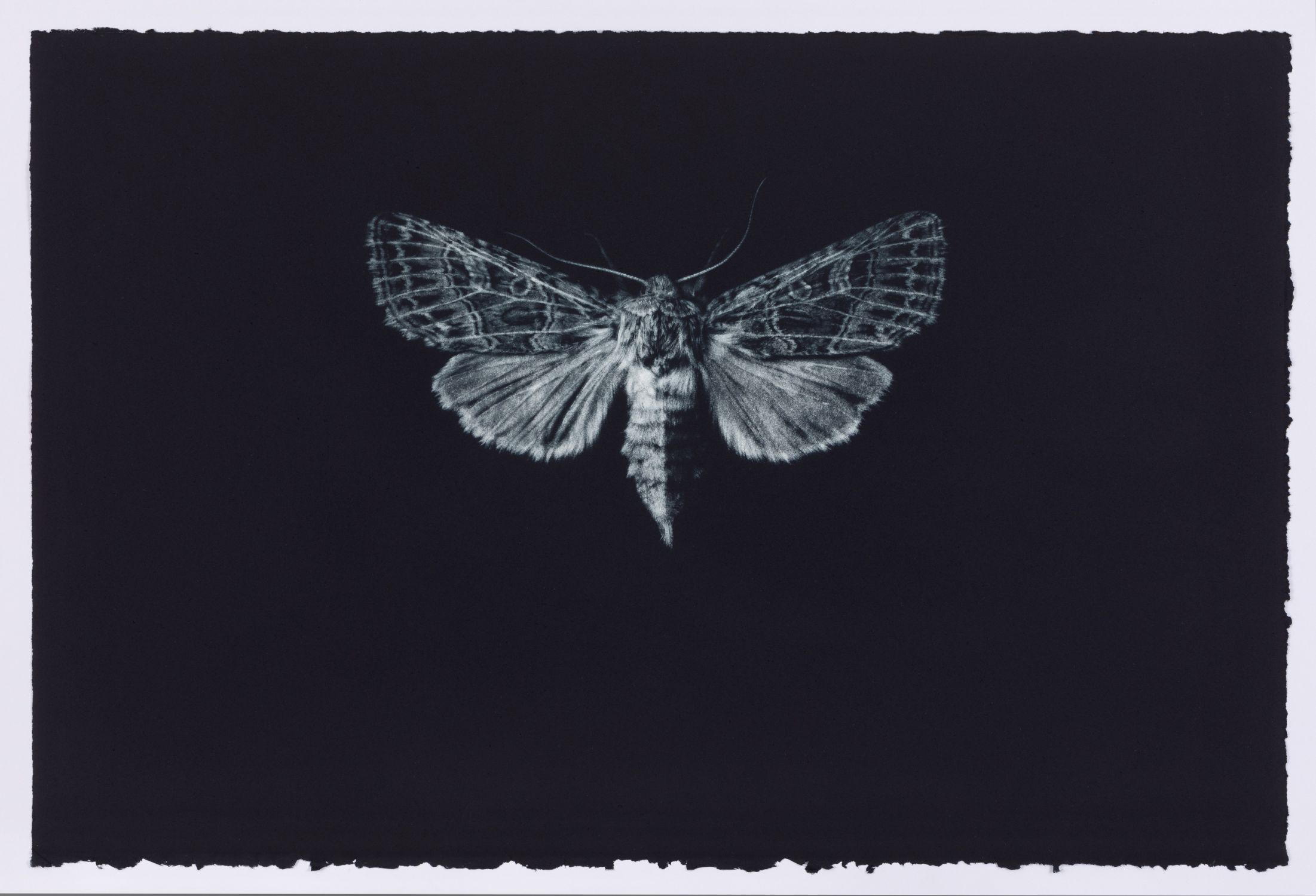 A Bug’s Life: Catching up with Peter Smithers, a local entomologist and ...